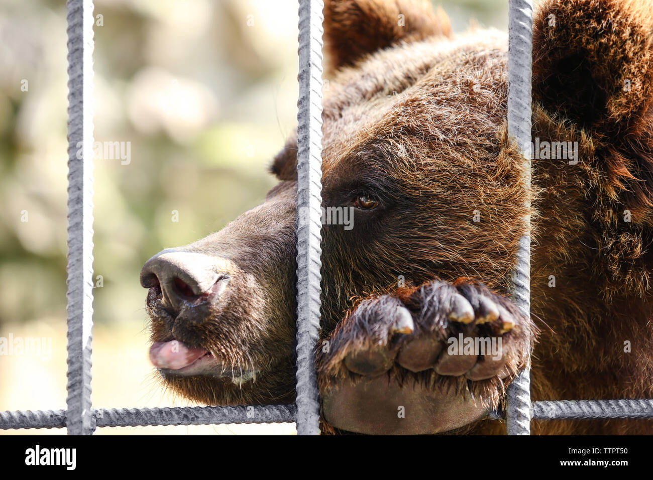 Bear in the cage, closeup Stock Photo - Alamy