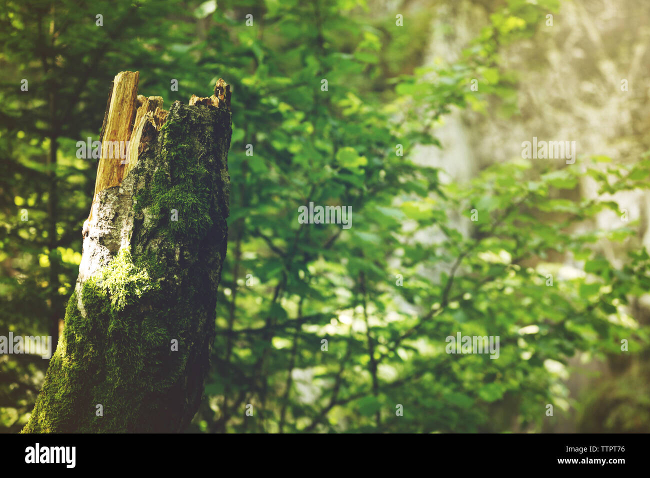 Tree stump in summer forest Stock Photo - Alamy