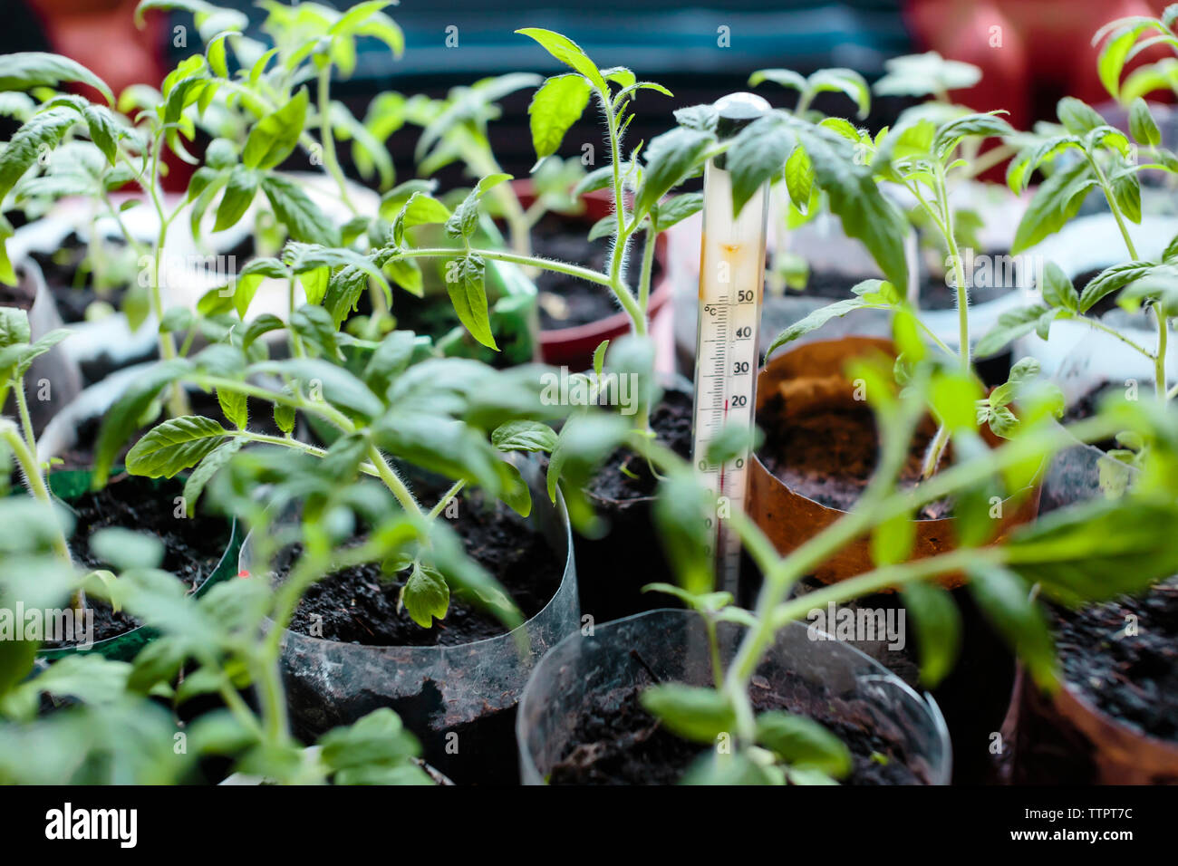 Measuring plant growth hi-res stock photography and images - Alamy