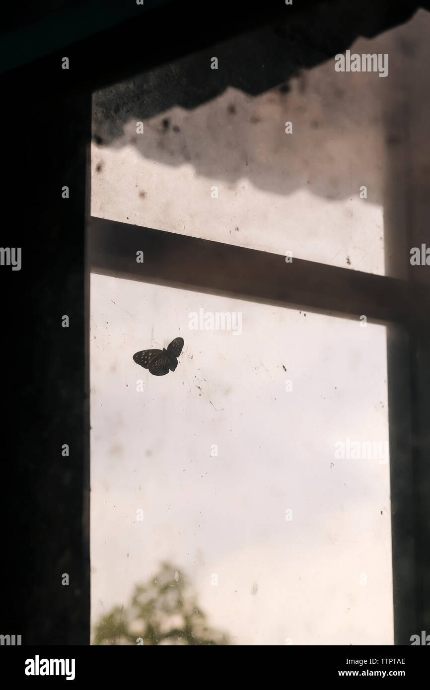 Butterfly perching on glass window Stock Photo - Alamy
