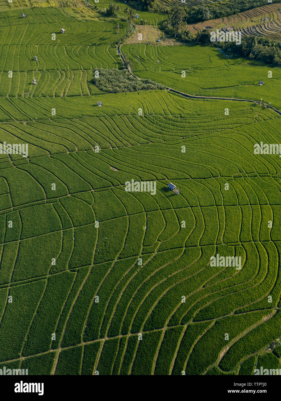 Aerial view of cultivated land Stock Photo - Alamy