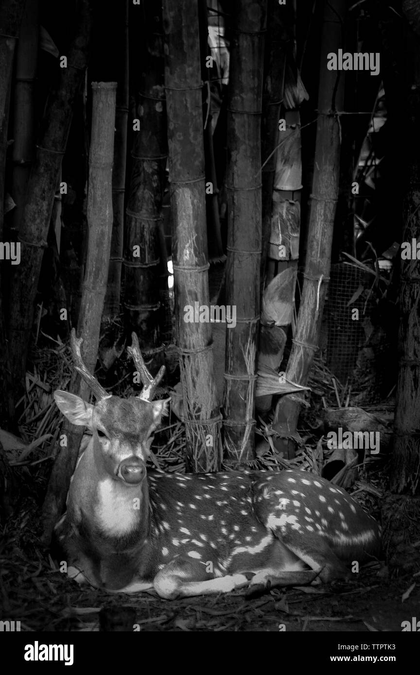 A restful deer Stock Photo - Alamy