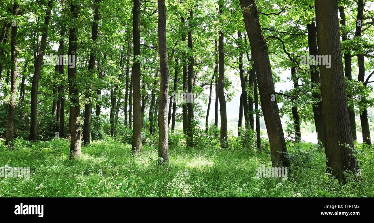 Green trees in summer forest Stock Photo - Alamy
