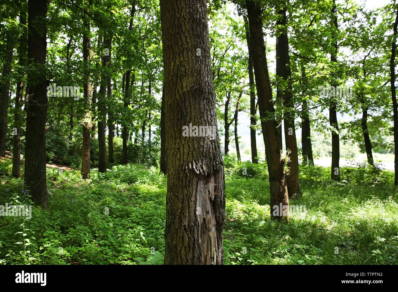 Green trees in summer forest Stock Photo - Alamy