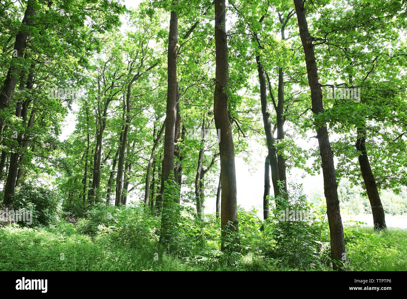Green trees in summer forest Stock Photo - Alamy