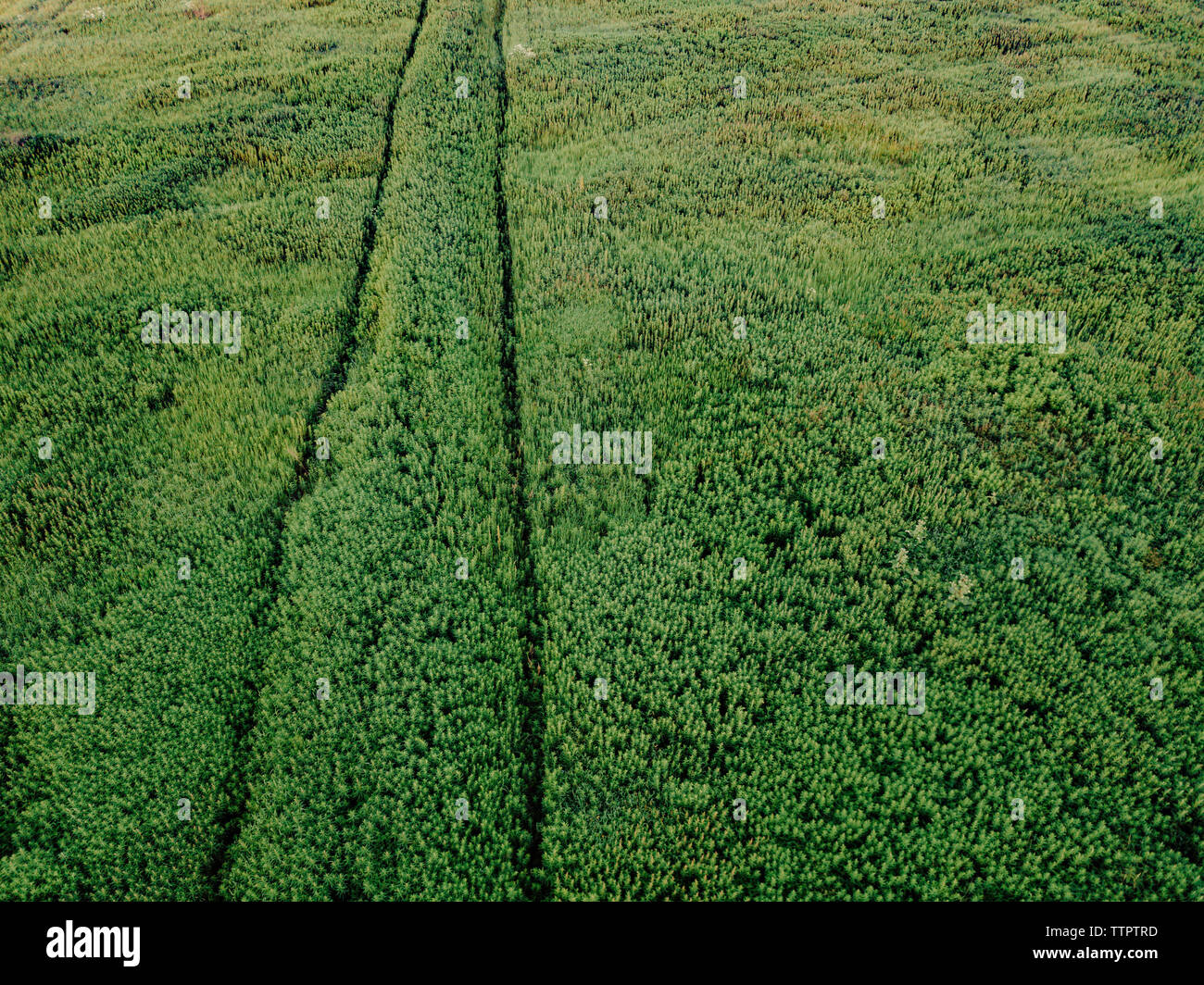 Aerial field plants hi-res stock photography and images - Alamy