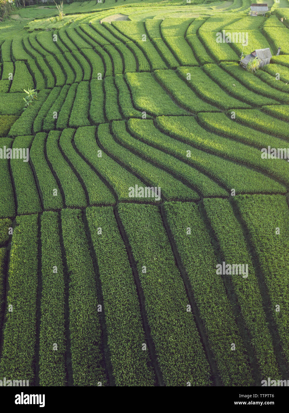 Aerial view of terraced field Stock Photo - Alamy