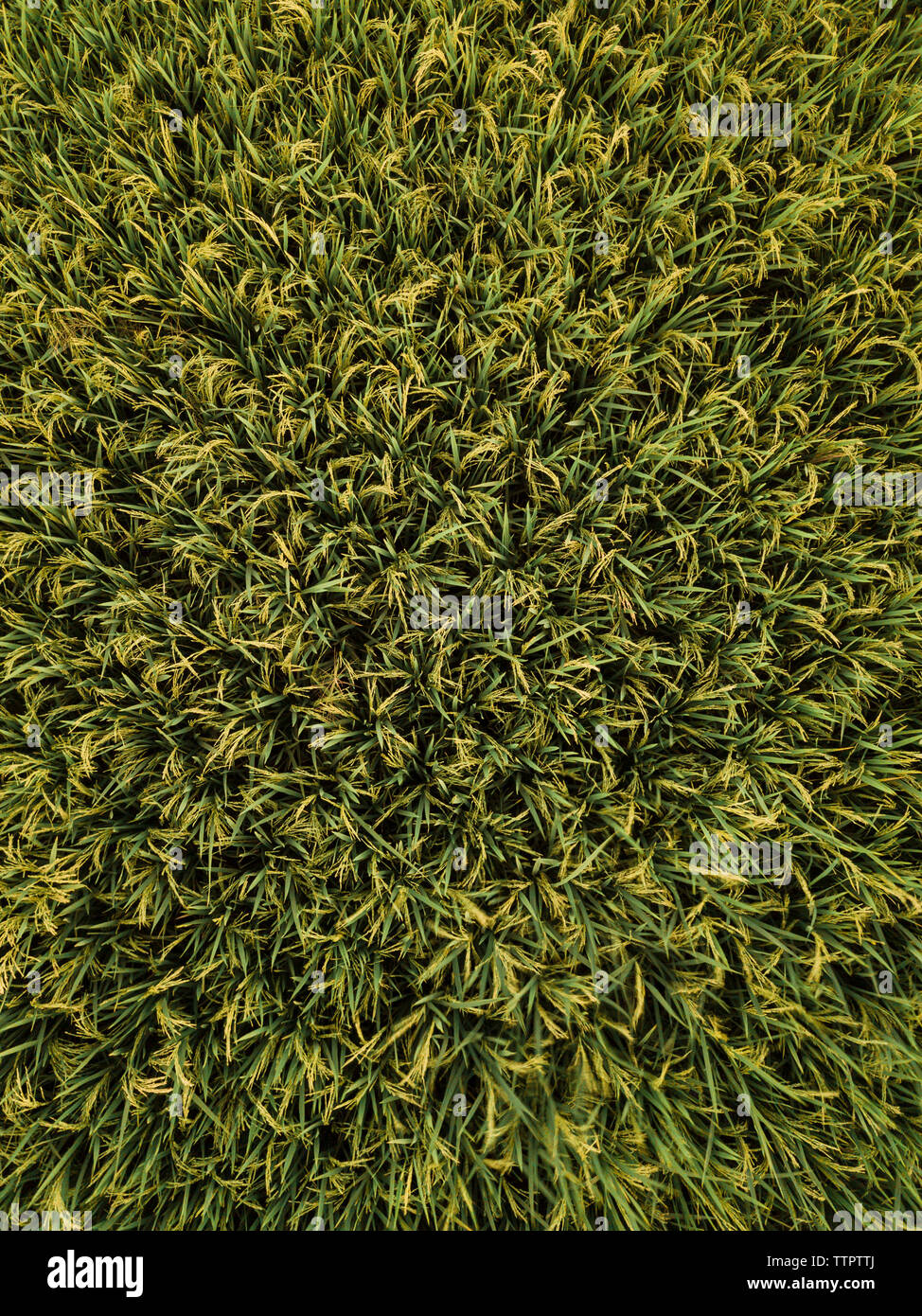 High angle view of green crops growing on field at farm Stock Photo - Alamy