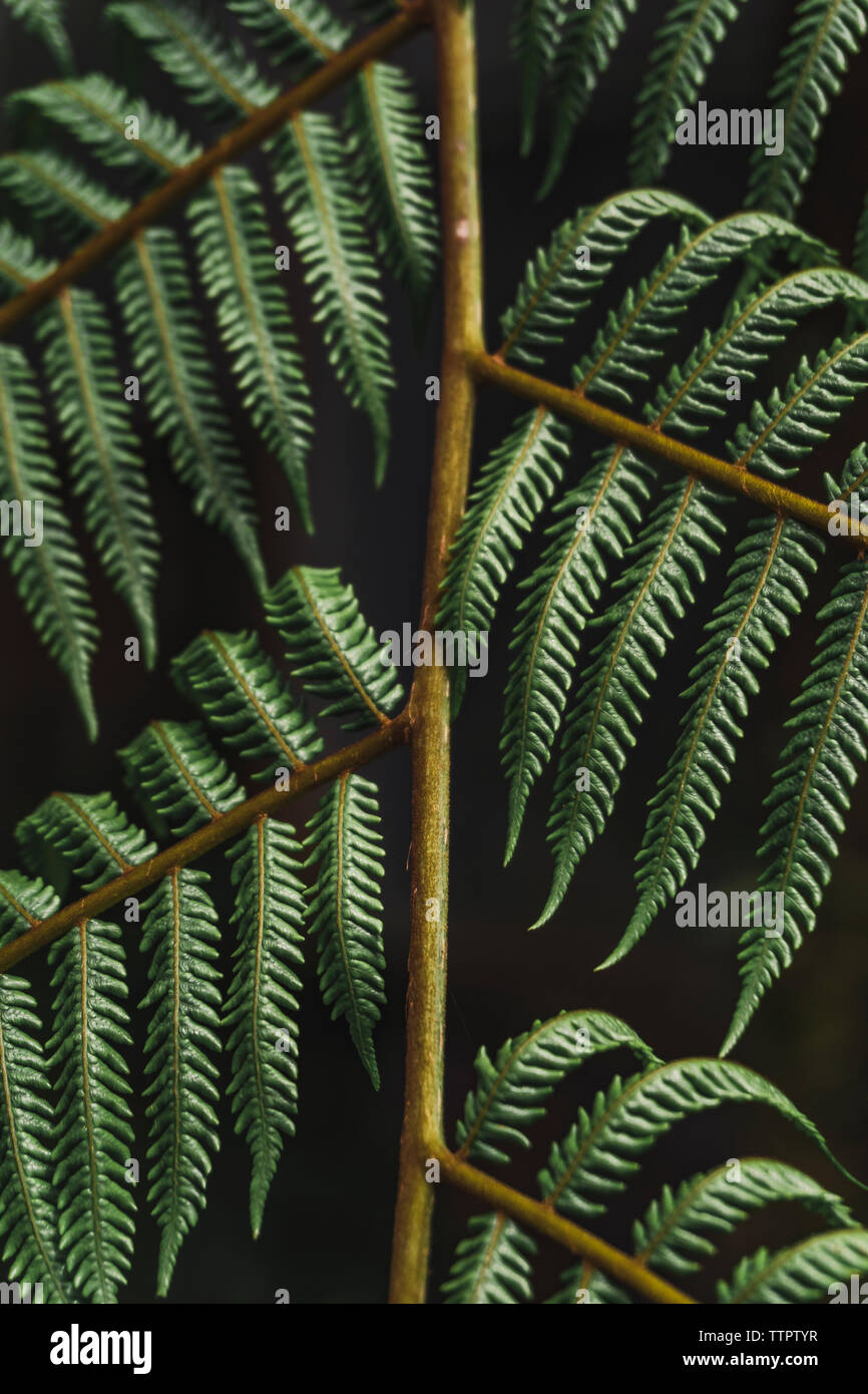 View of the fern leaf Stock Photo - Alamy