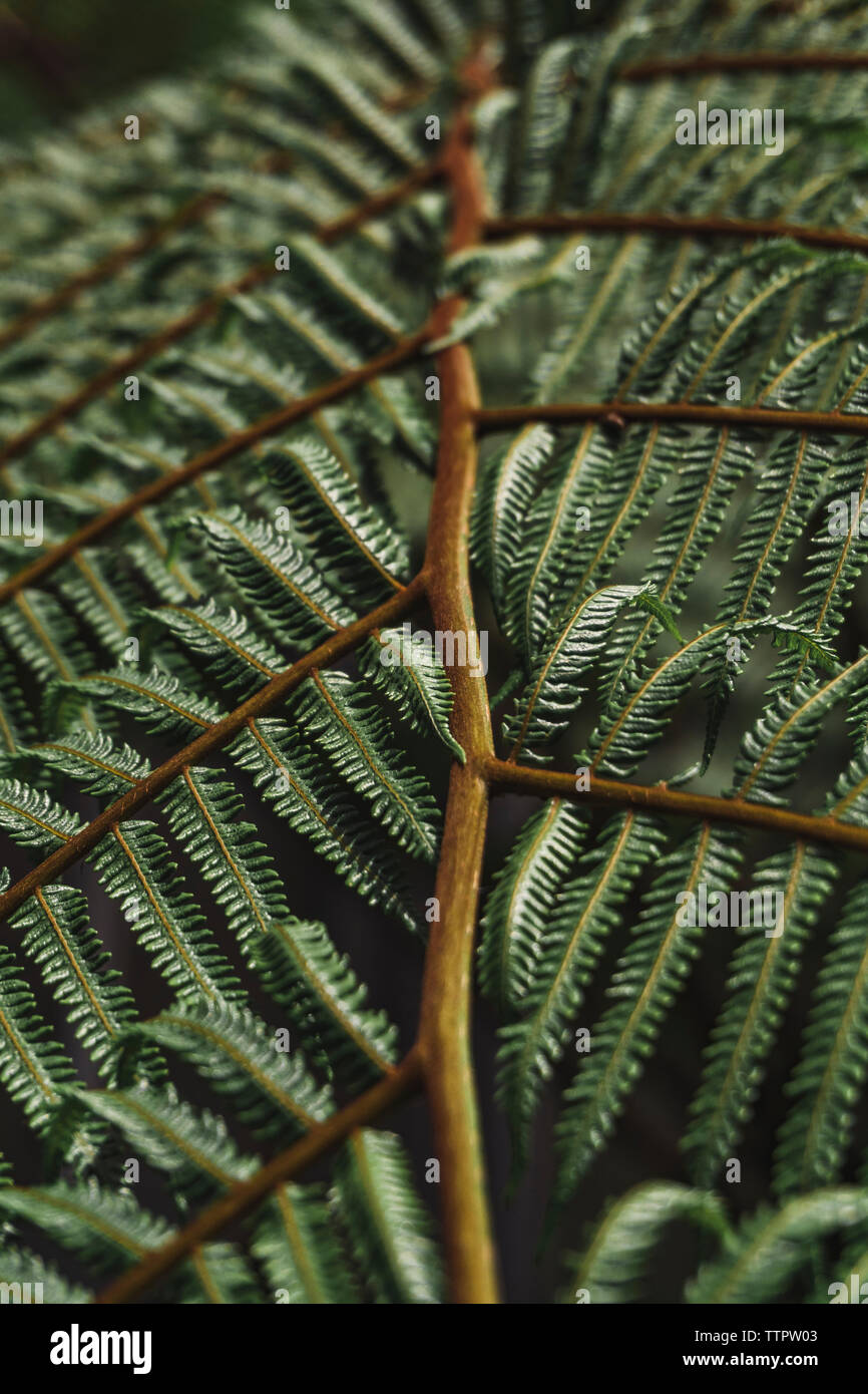 Fern image hi-res stock photography and images - Alamy
