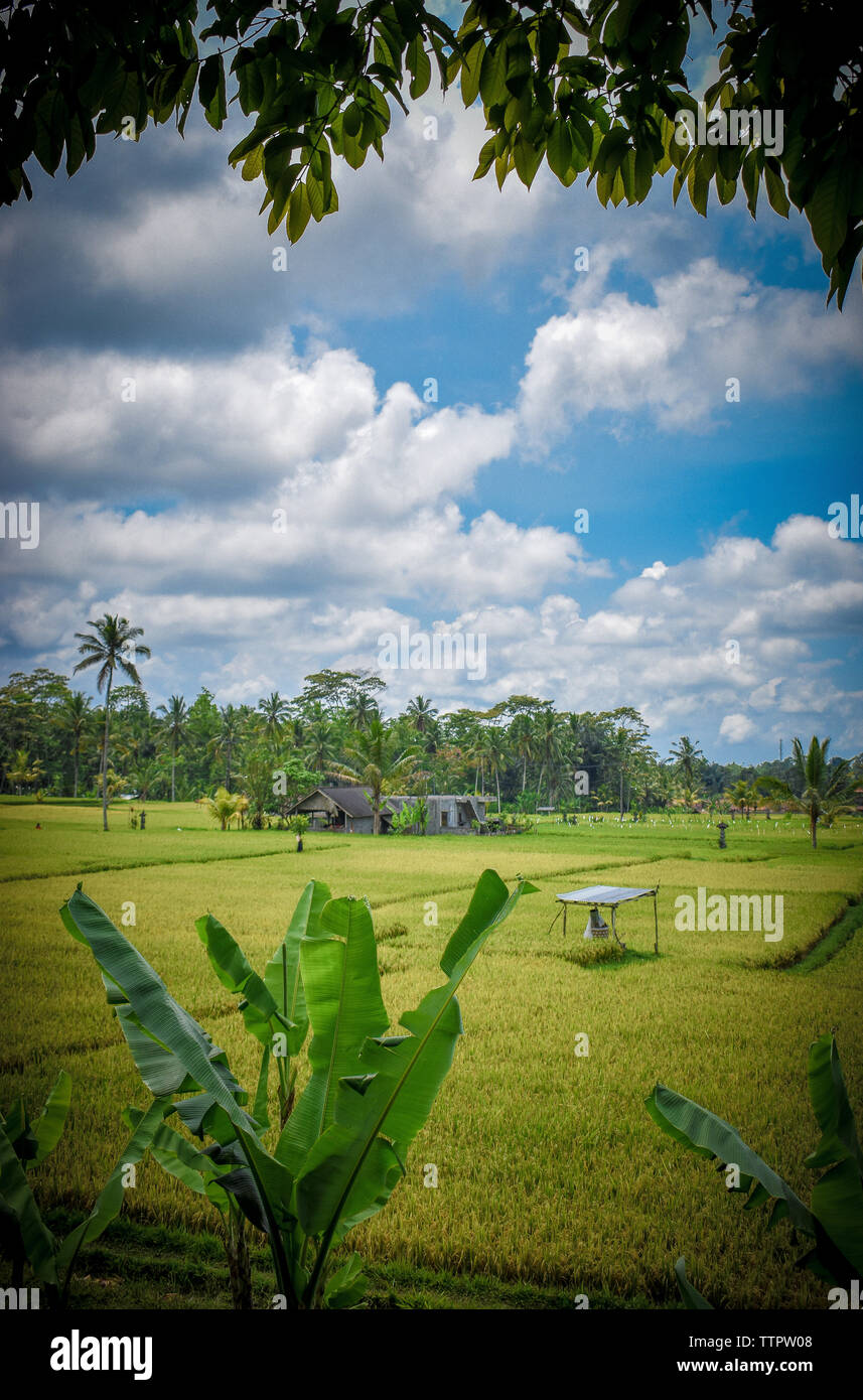 A farm in Bali Stock Photo - Alamy