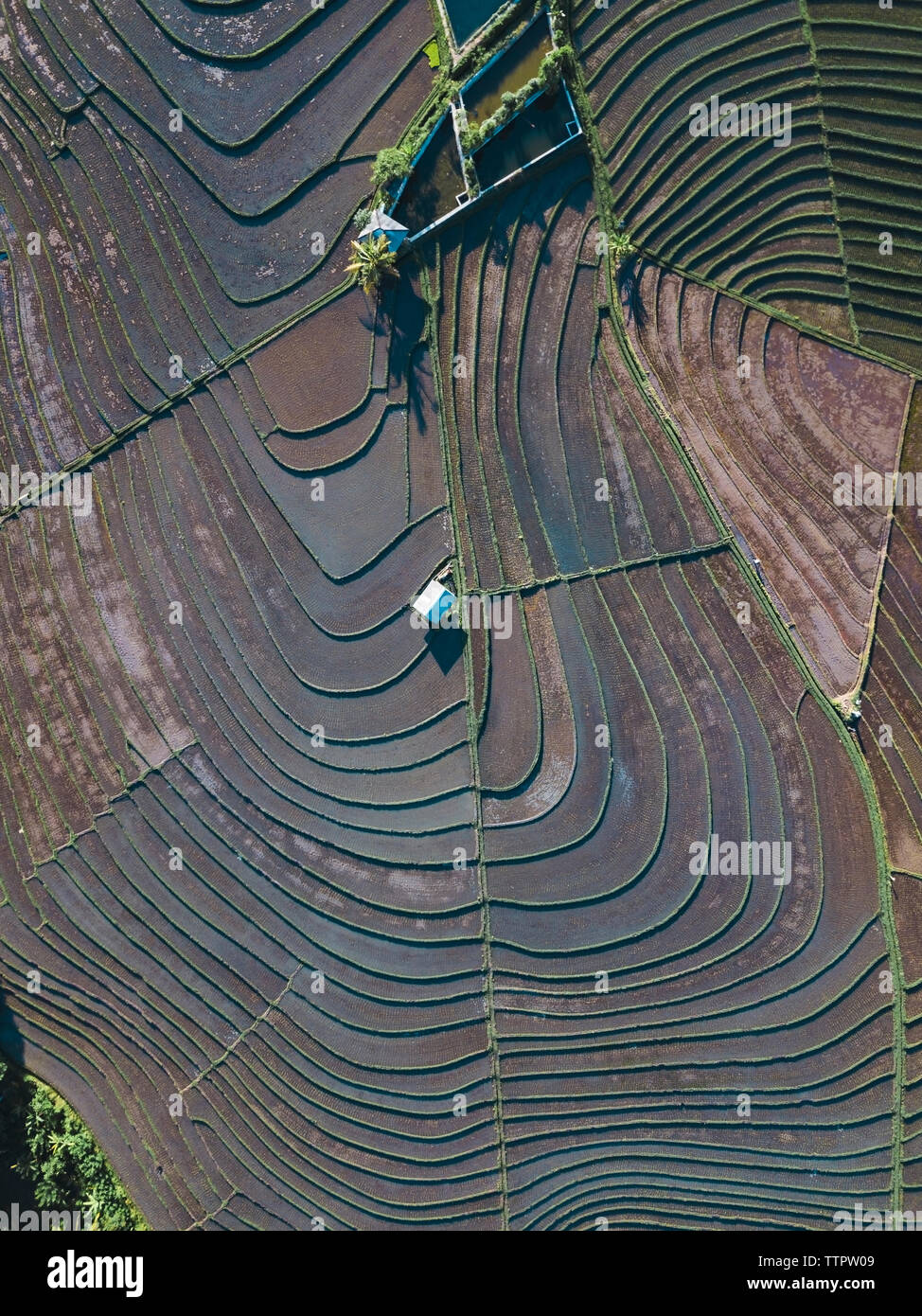 Aerial view of the rice fields Stock Photo - Alamy