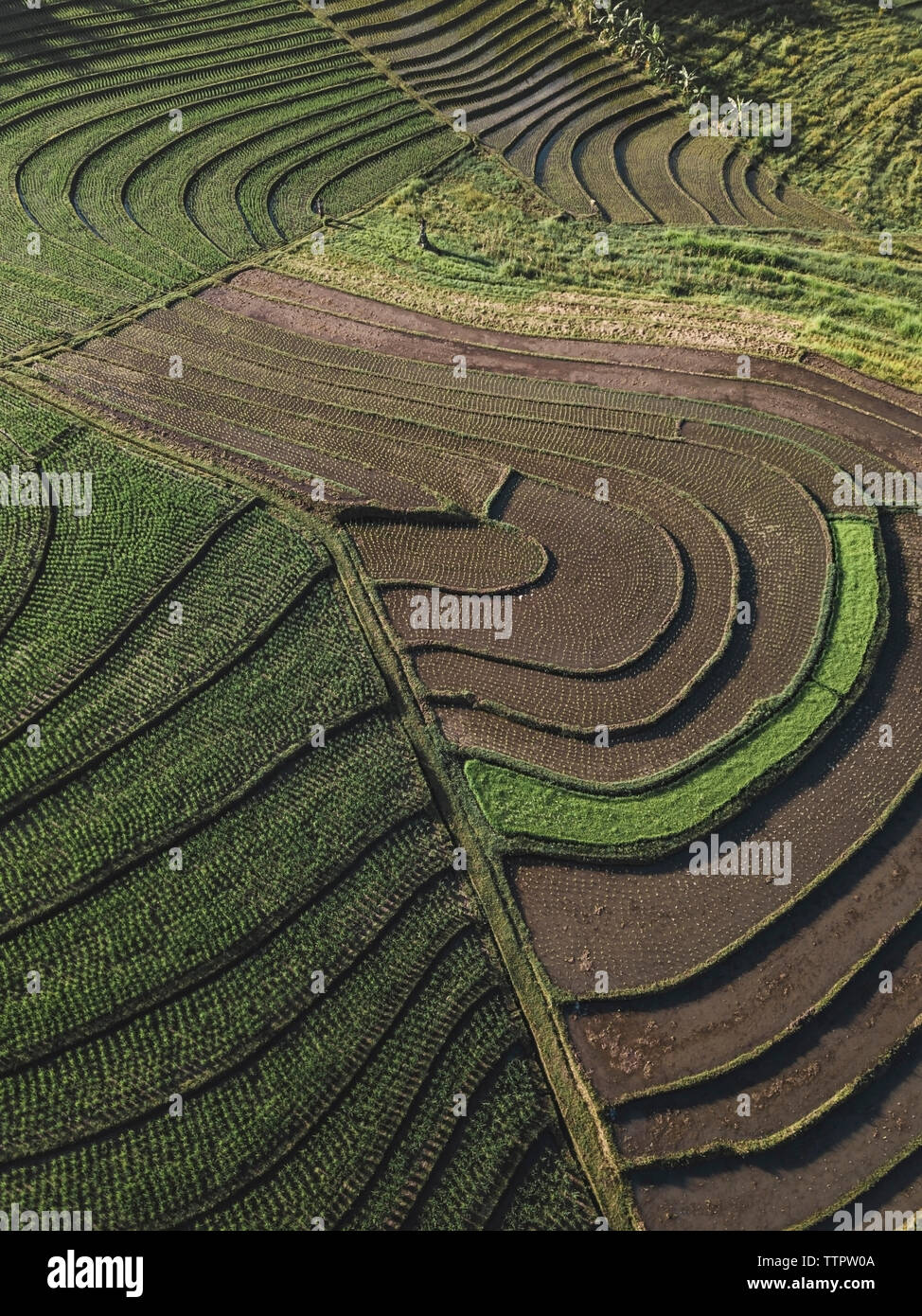 Aerial view of the rice fields Stock Photo - Alamy