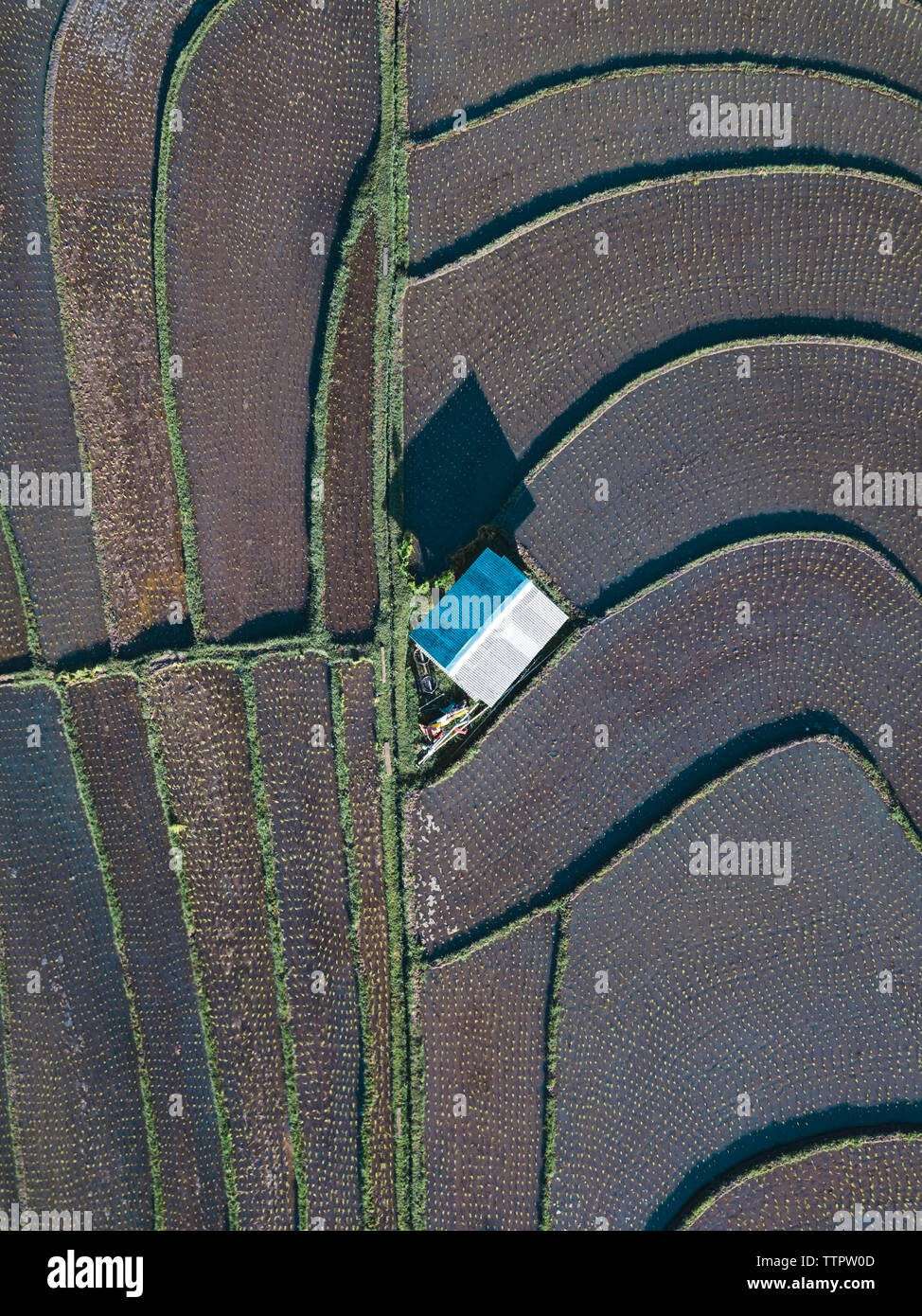 Aerial view of the rice fields Stock Photo - Alamy