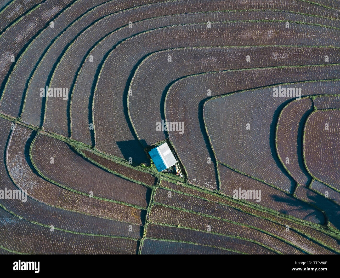 Aerial view of the rice fields Stock Photo - Alamy