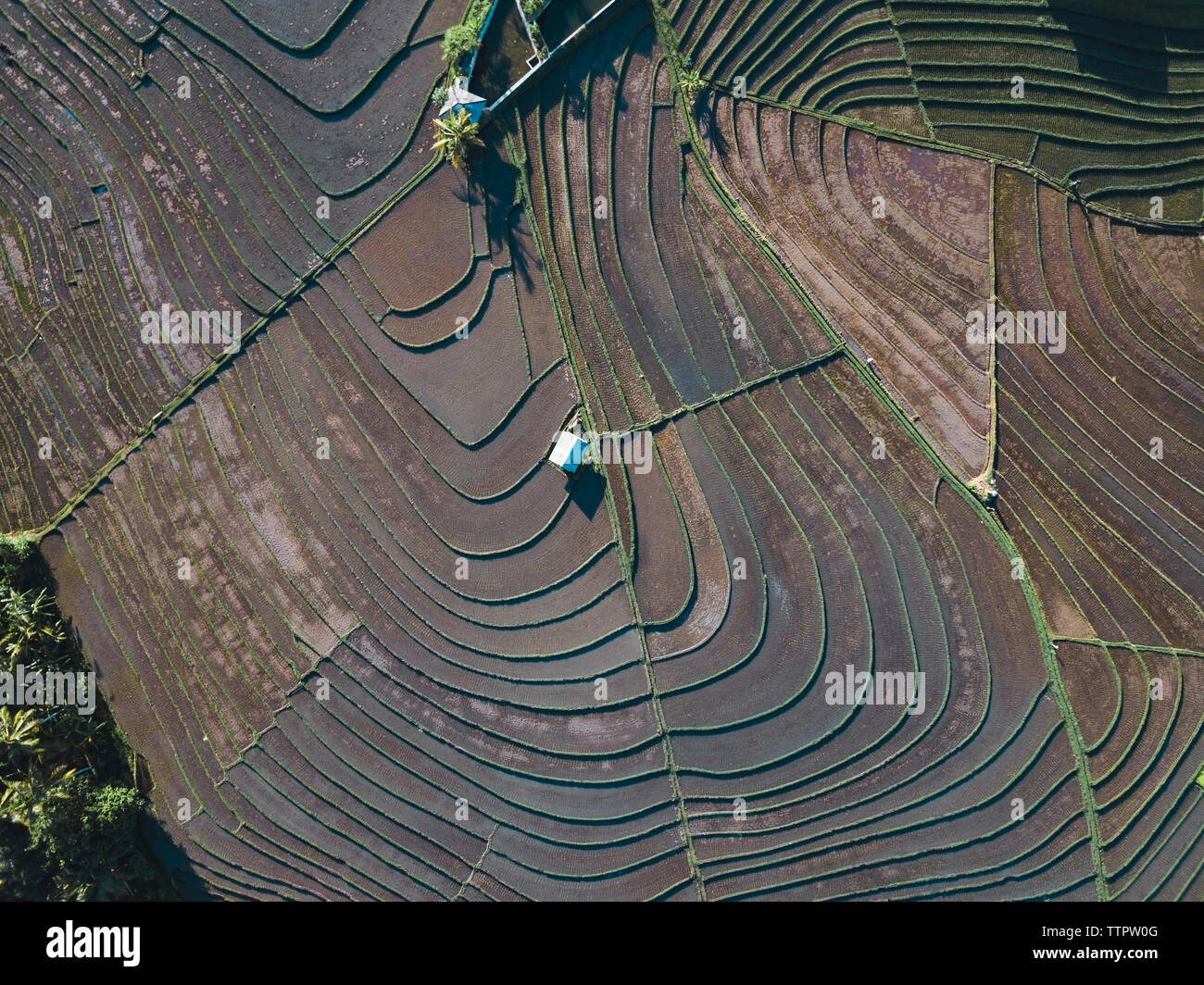 Aerial view of the rice fields Stock Photo - Alamy
