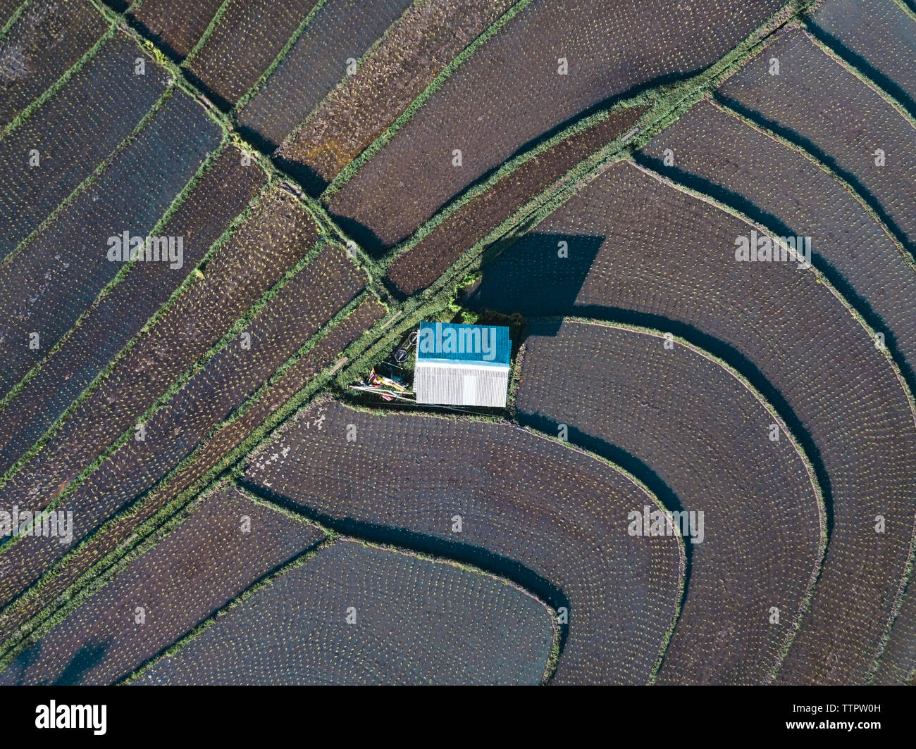 Aerial view of the rice fields Stock Photo - Alamy