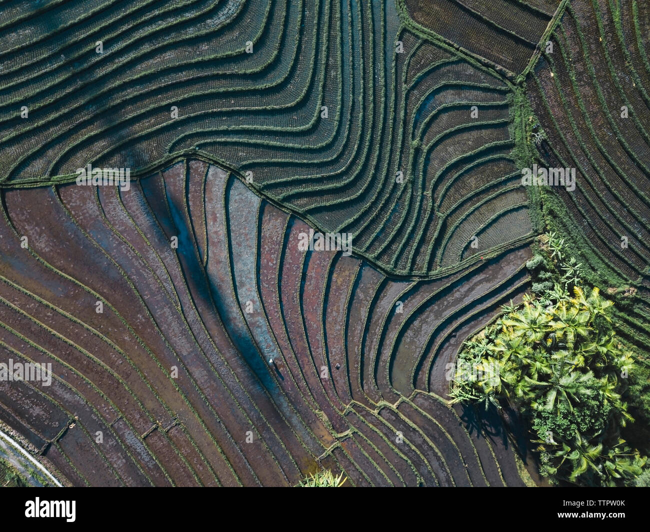 Aerial view of the rice fields Stock Photo - Alamy