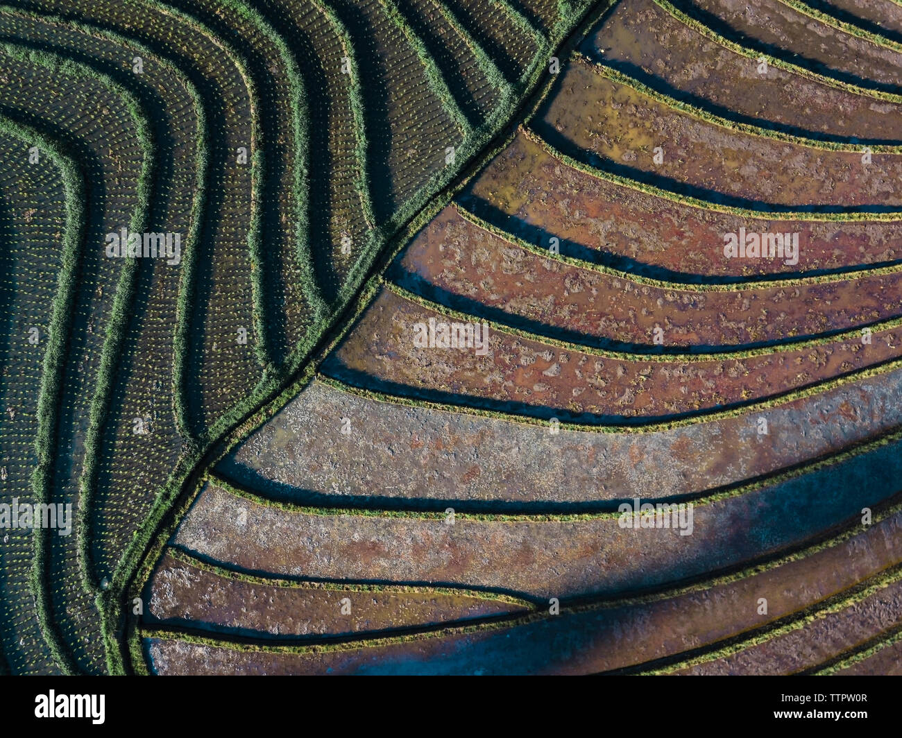Aerial view of the rice fields Stock Photo - Alamy