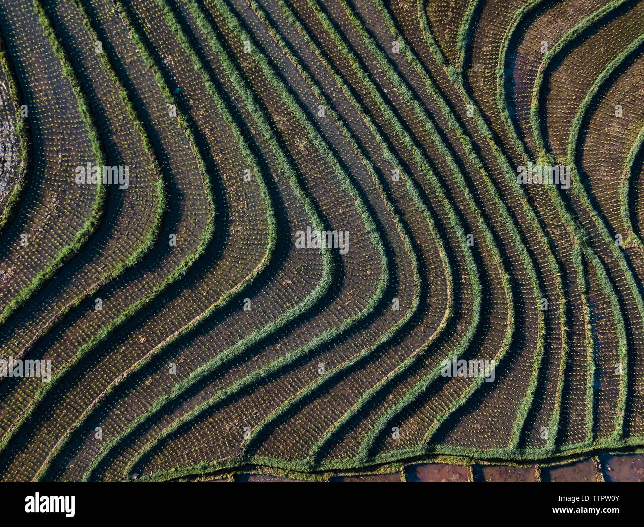 Aerial view of the rice fields Stock Photo - Alamy