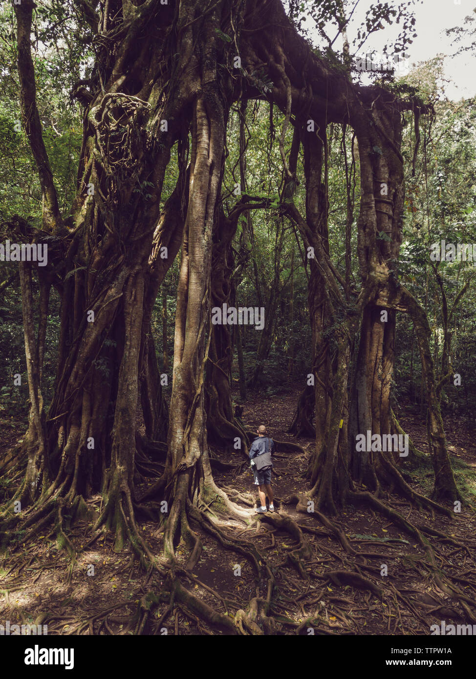 Walk under tree hi-res stock photography and images - Alamy