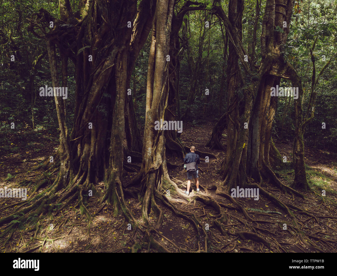 Walk under tree hi-res stock photography and images - Alamy