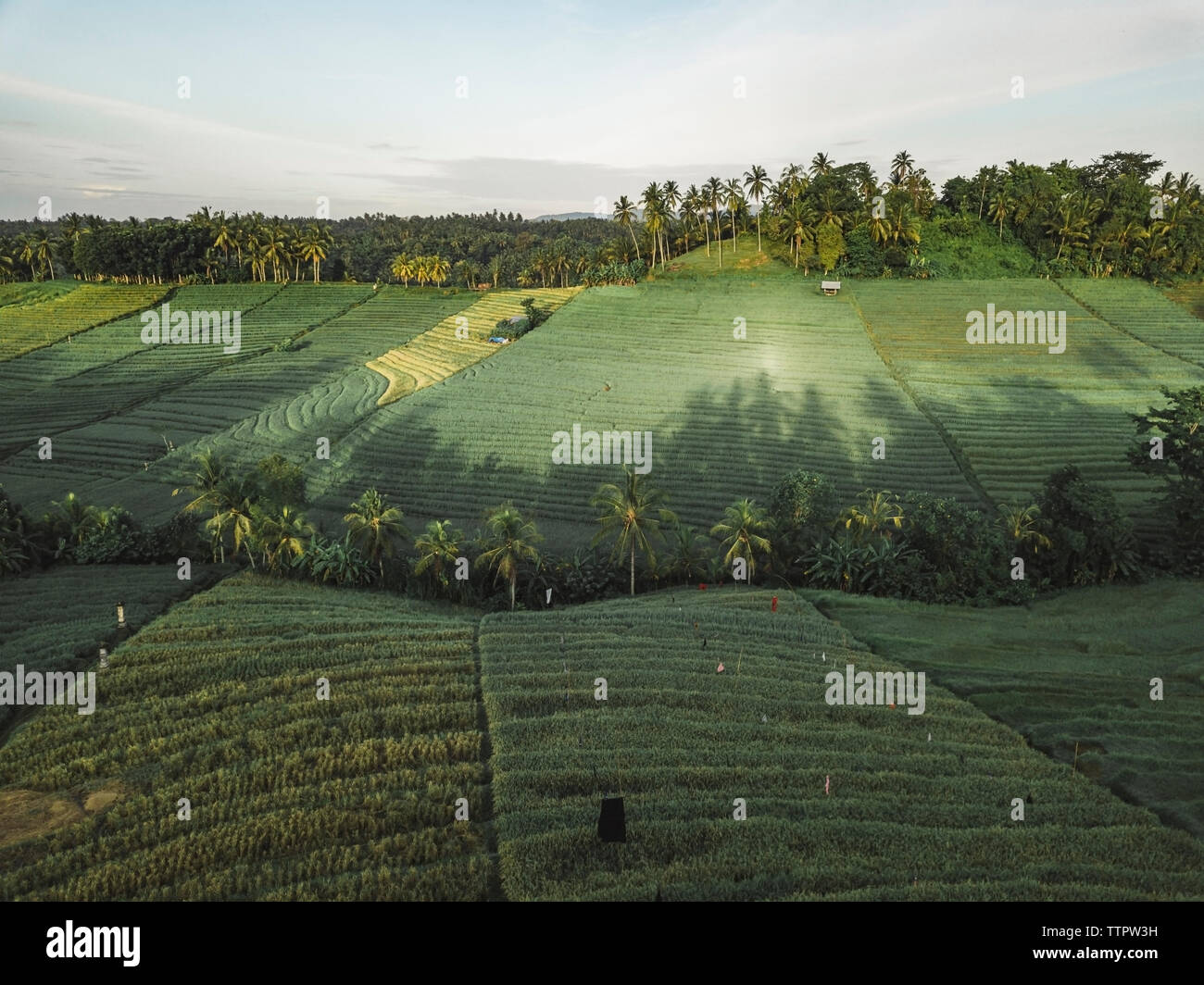 Aerial view of the rice fields Stock Photo - Alamy