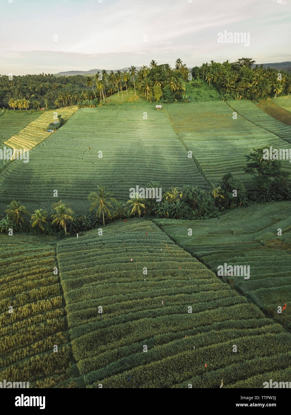Aerial view of the rice fields Stock Photo - Alamy