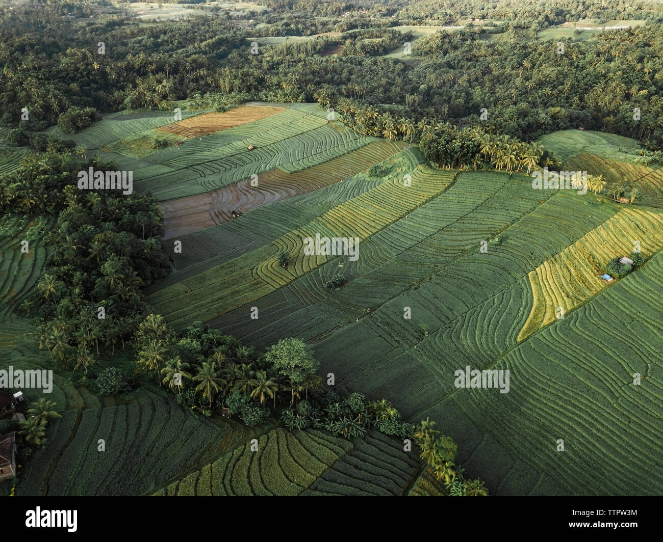 Aerial view of the rice fields Stock Photo - Alamy