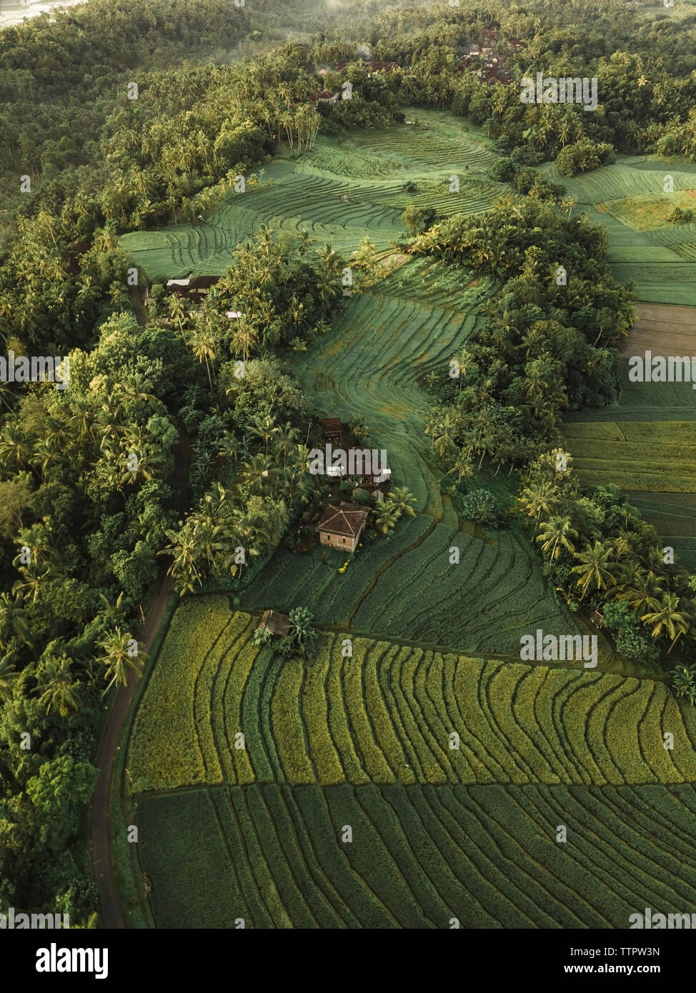 Aerial view of the rice fields Stock Photo - Alamy