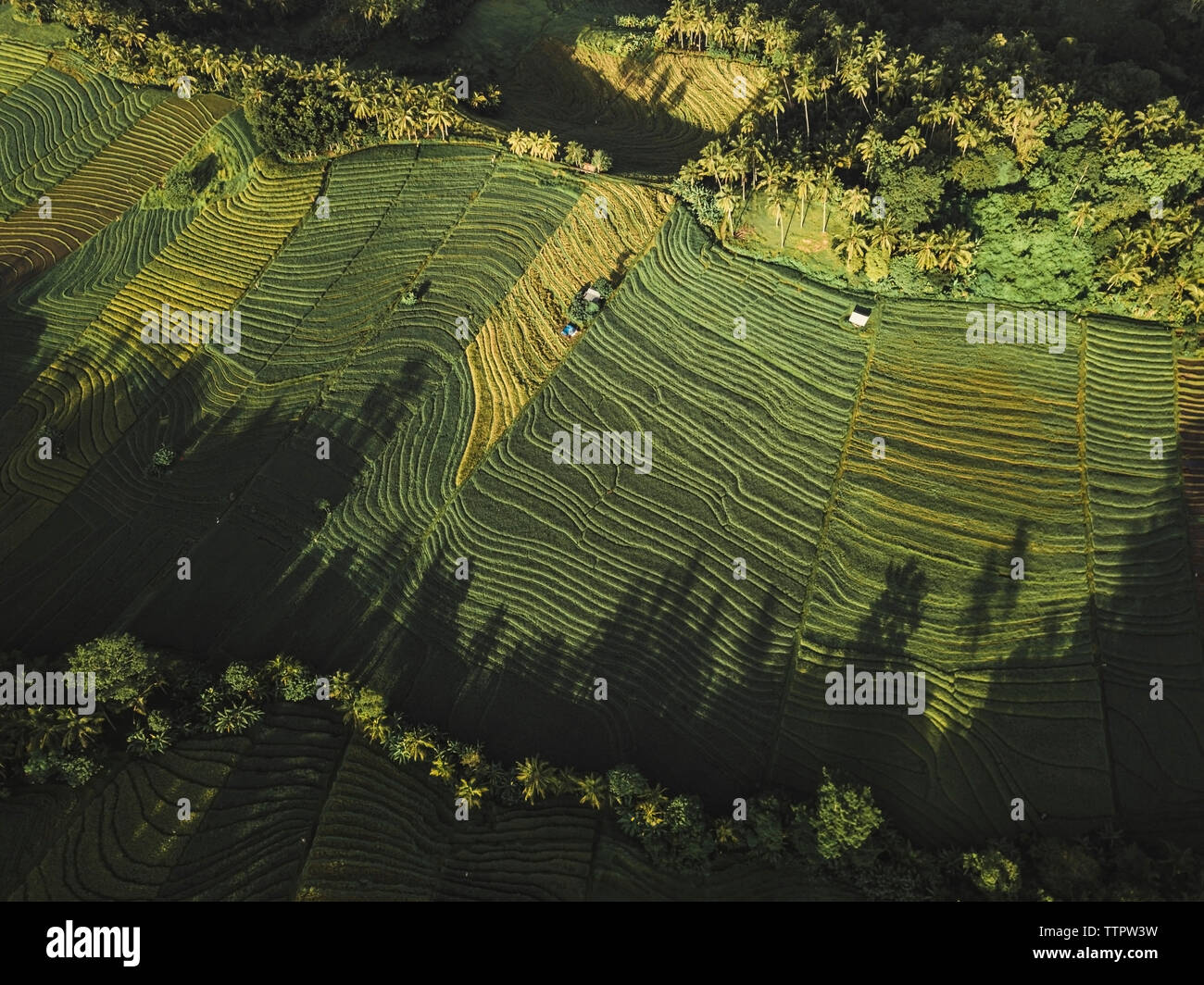 Aerial view of the rice fields Stock Photo - Alamy