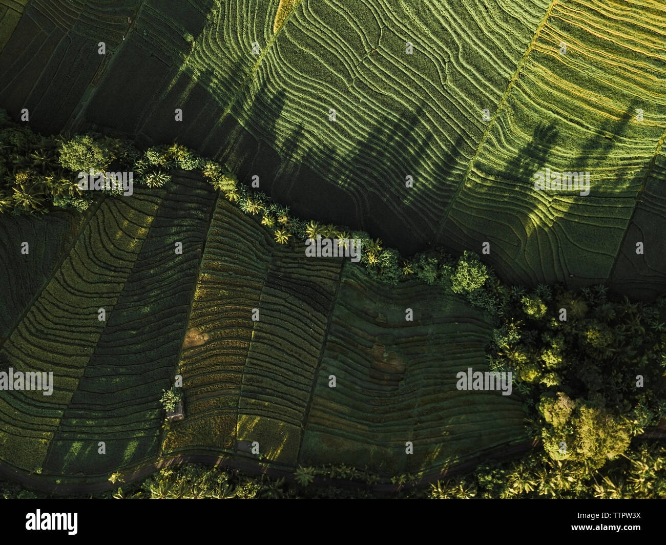 Aerial view of the rice fields Stock Photo - Alamy