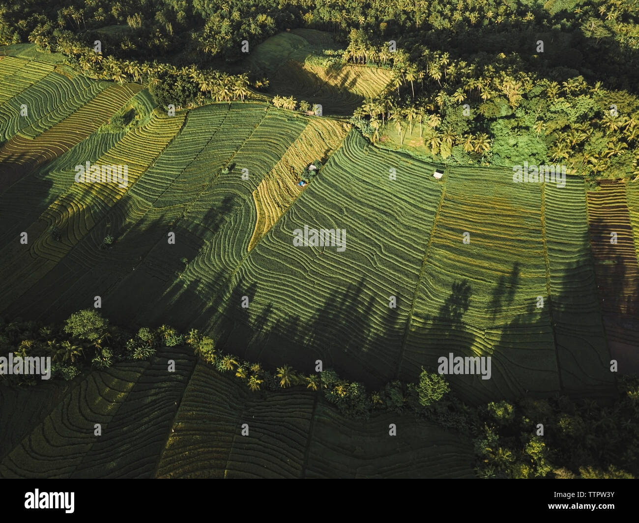 Aerial view of the rice fields Stock Photo - Alamy
