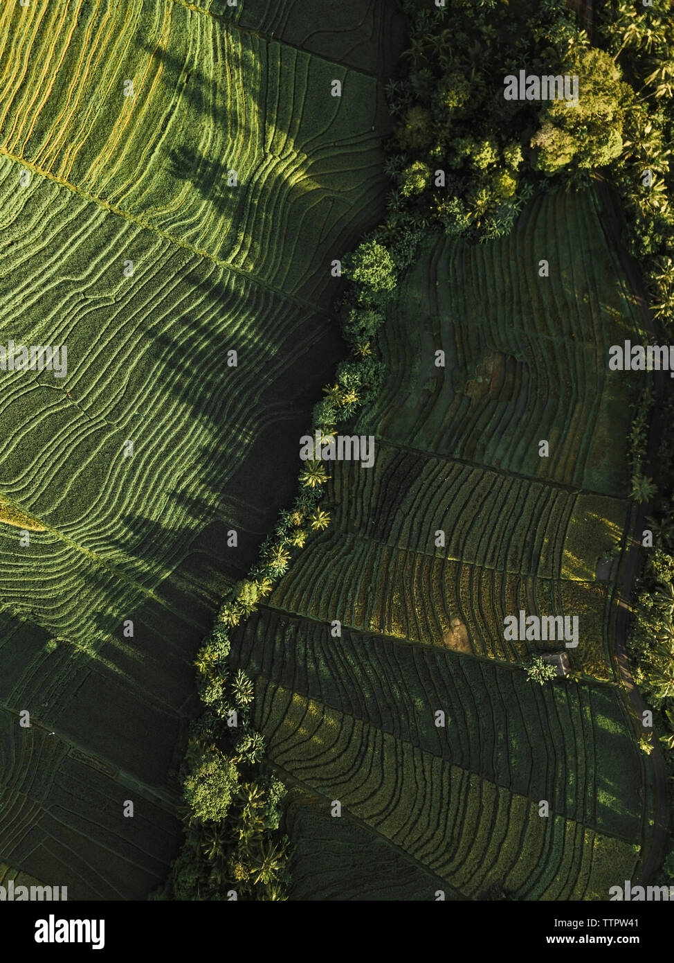 Aerial view of the rice fields Stock Photo - Alamy
