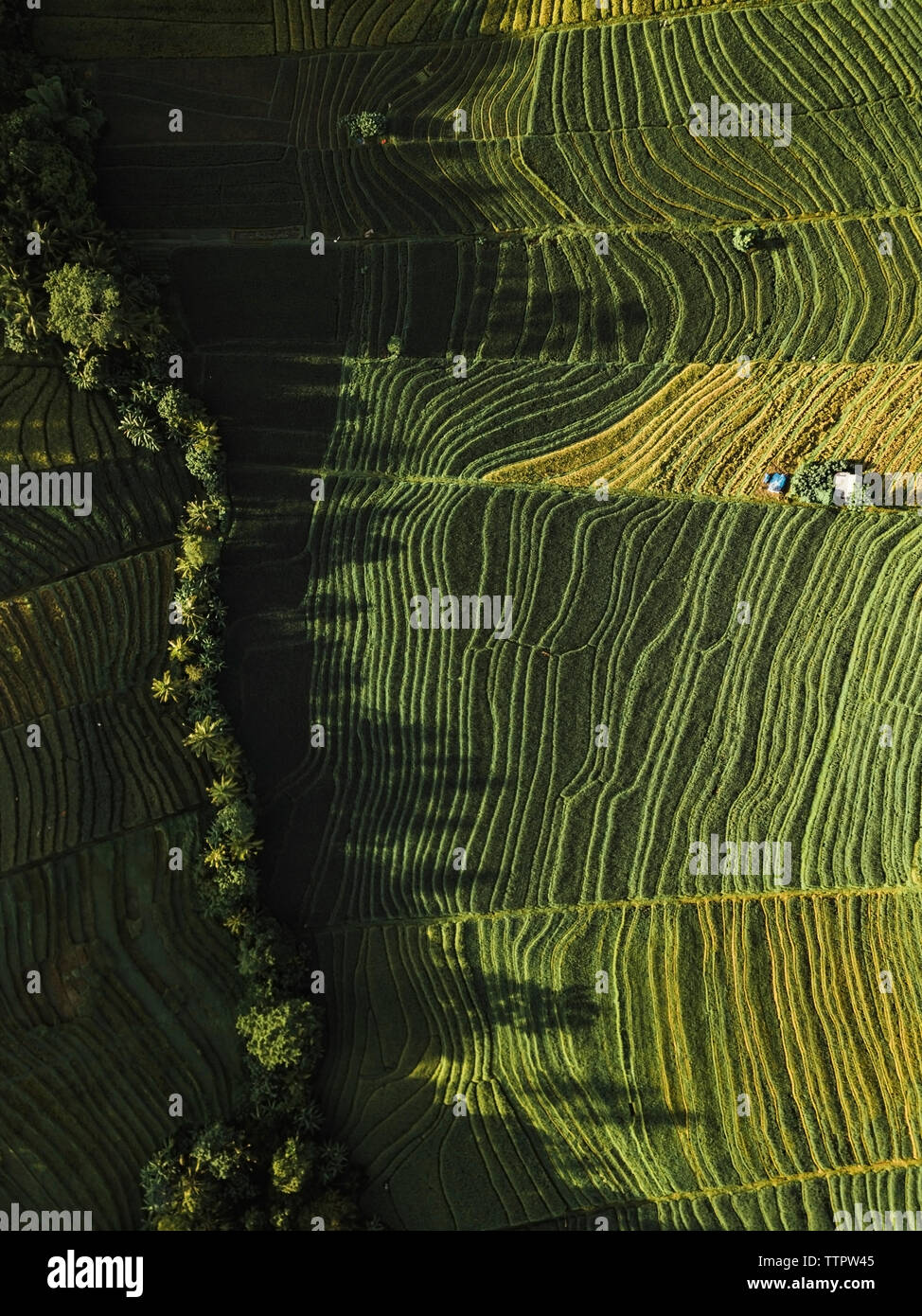 Aerial view of the rice fields Stock Photo - Alamy