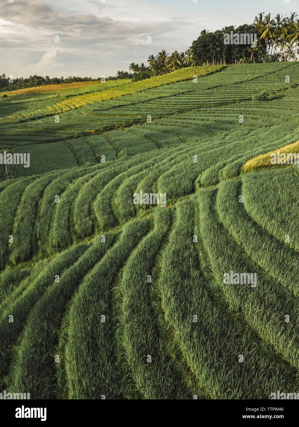 Aerial view of the rice fields Stock Photo - Alamy