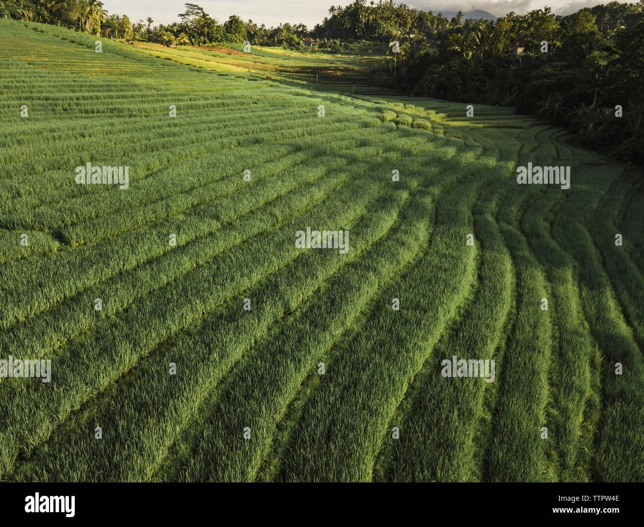 Aerial view of the rice fields Stock Photo - Alamy