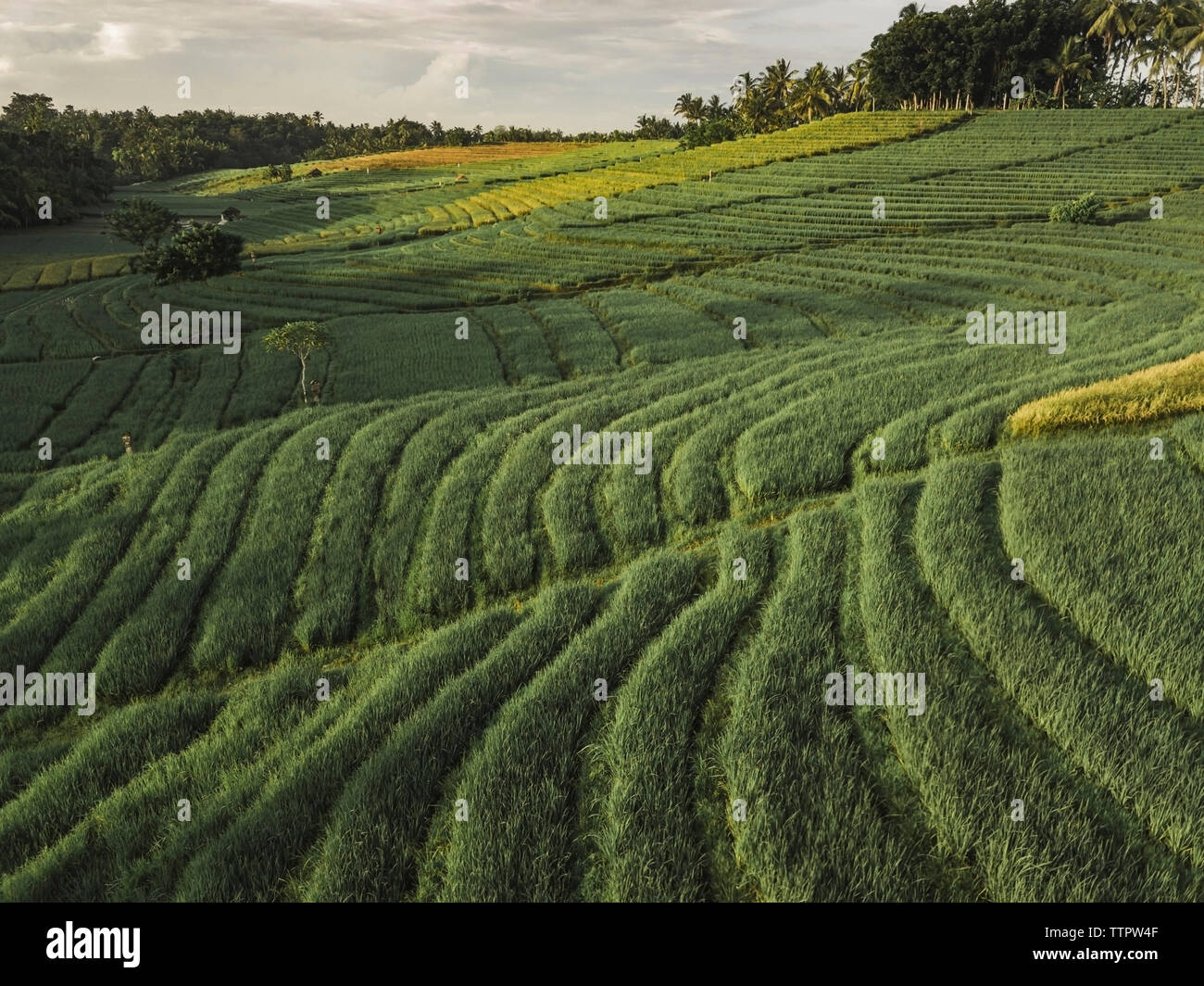 Aerial view of the rice fields Stock Photo - Alamy