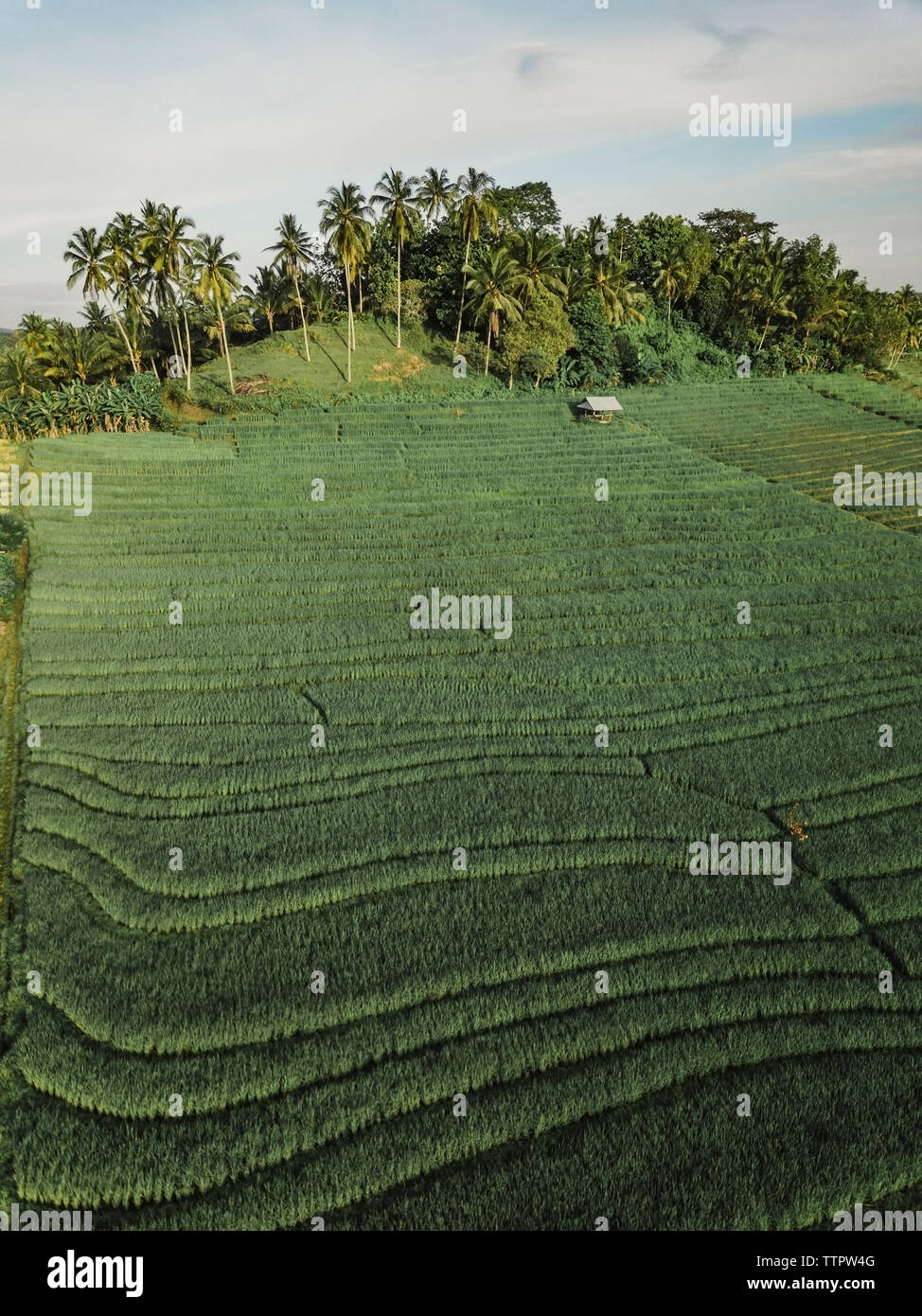 Aerial view of the rice fields Stock Photo - Alamy