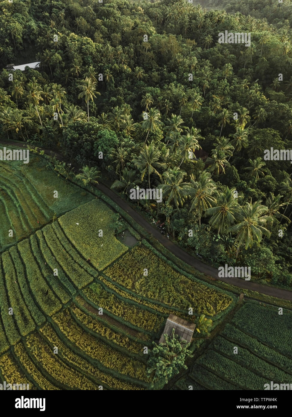 Aerial view of the rice fields Stock Photo - Alamy