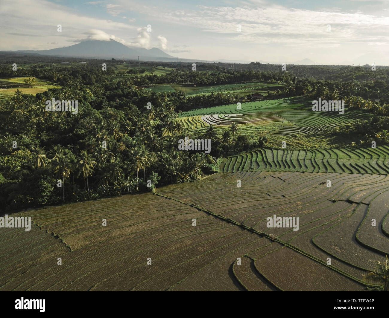 Aerial view of the rice fields Stock Photo - Alamy