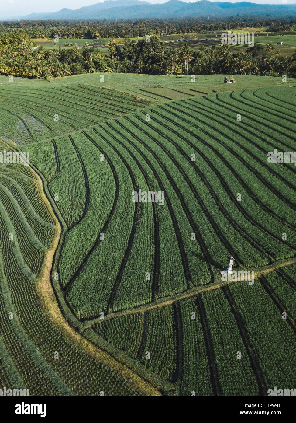 Aerial view of the rice fields Stock Photo - Alamy