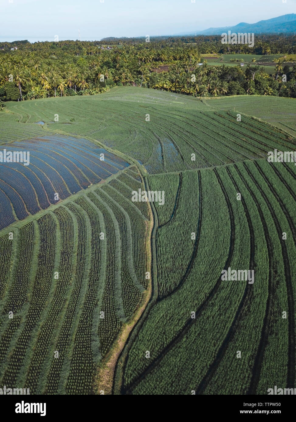Aerial view of the rice fields Stock Photo - Alamy