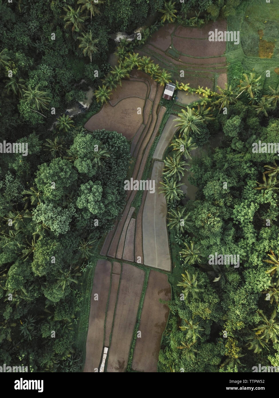Aerial view of the rice fields Stock Photo - Alamy