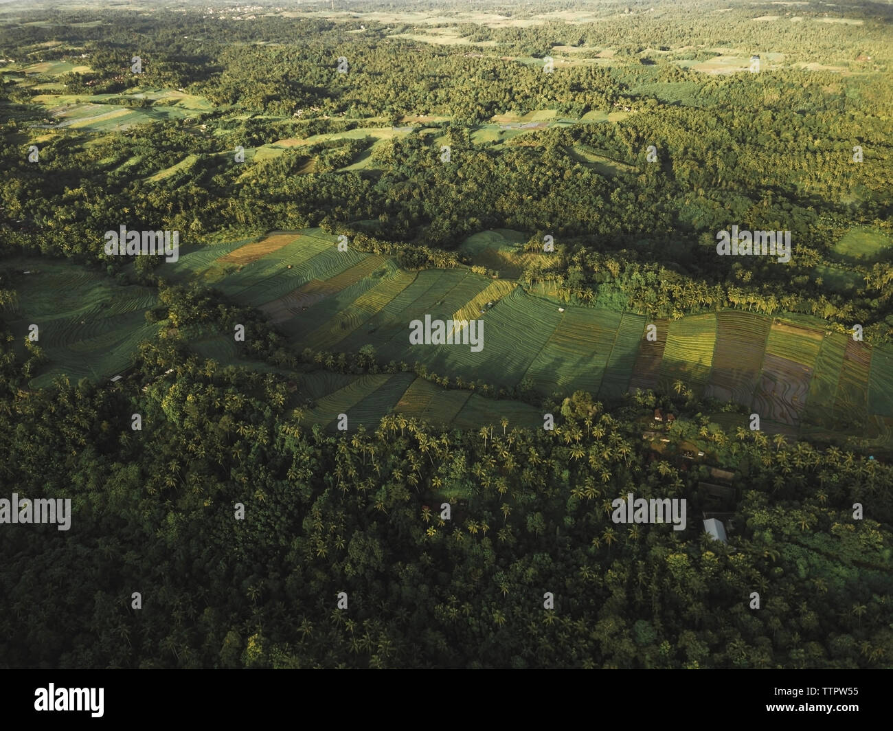 Aerial view of the rice fields Stock Photo - Alamy