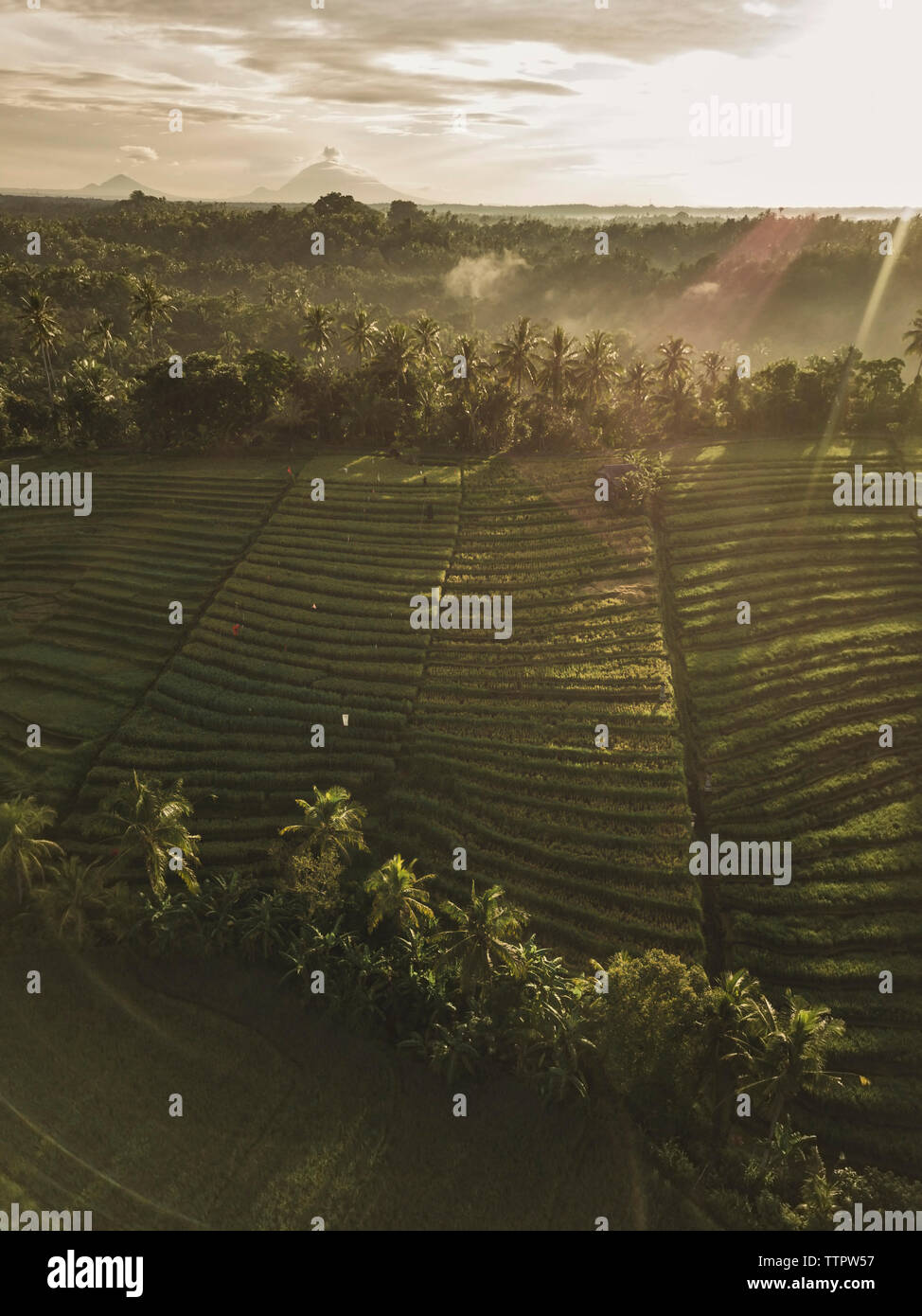 Aerial view of the rice fields Stock Photo - Alamy