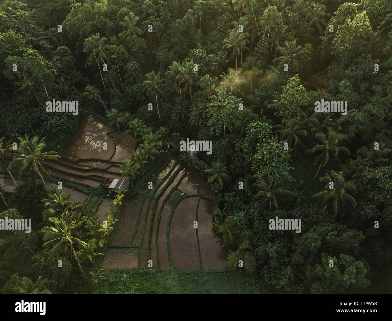 Aerial view of the rice fields Stock Photo - Alamy