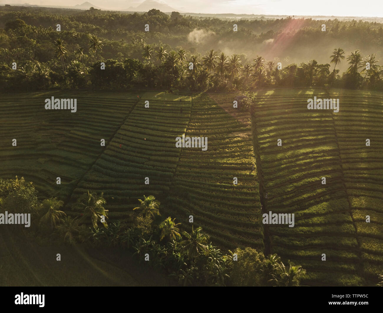 Aerial view of the rice fields Stock Photo - Alamy