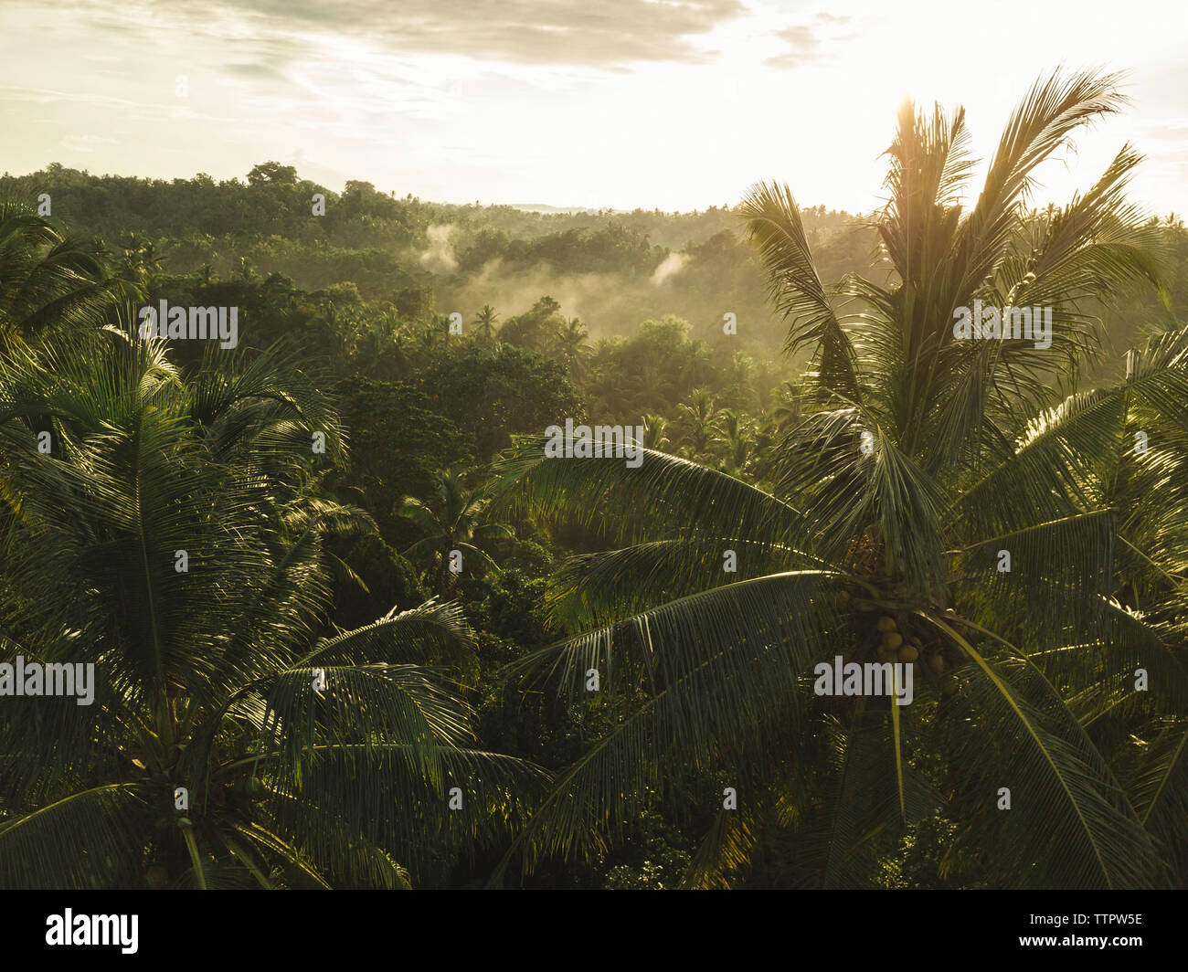 Aerial view of the coconut palm trees Stock Photo - Alamy