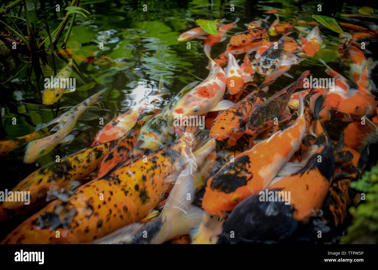 A River of Koi Colour, Bali Stock Photo - Alamy